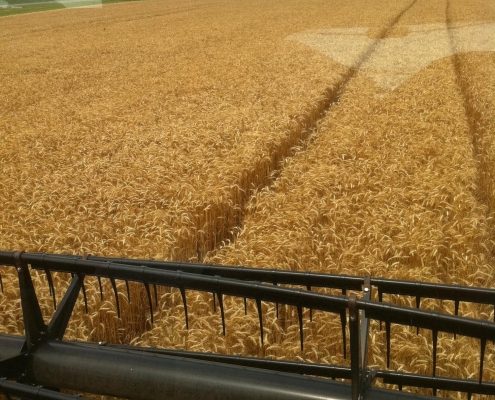 Process | Riverbend Malt House | Craft Malt