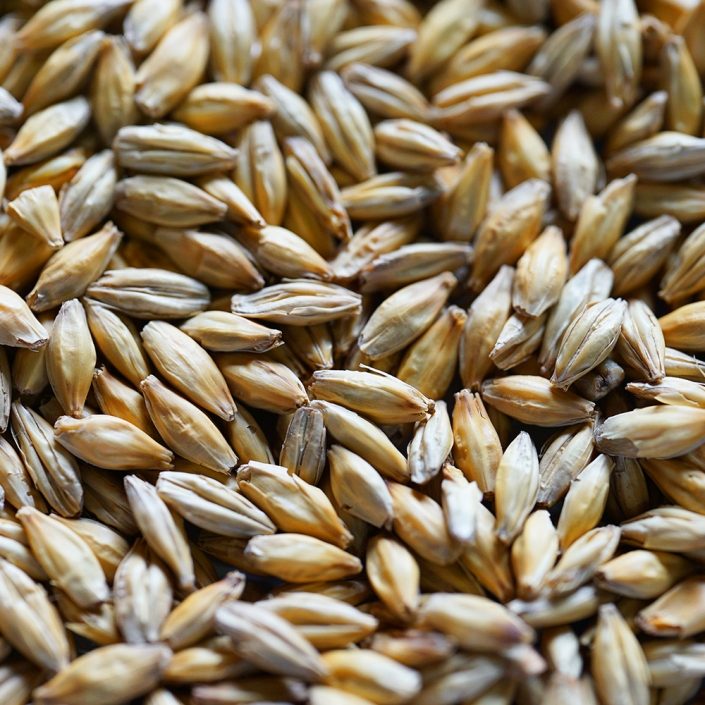 Cumberland Corn Malt | Riverbend Malt House