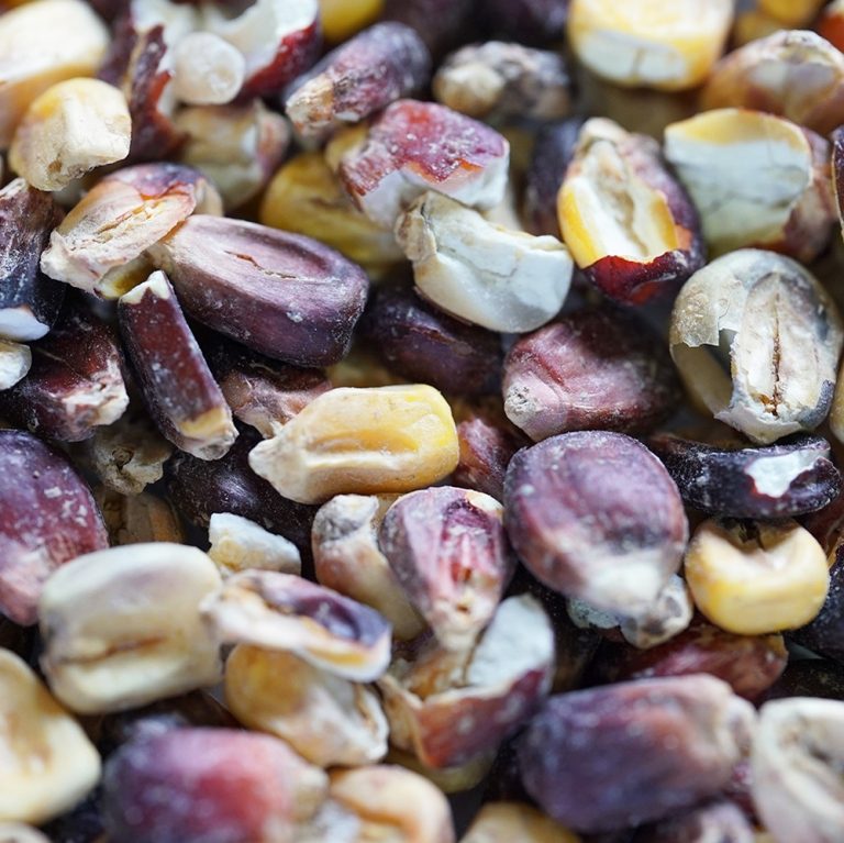 Cumberland Corn Malt | Riverbend Malt House