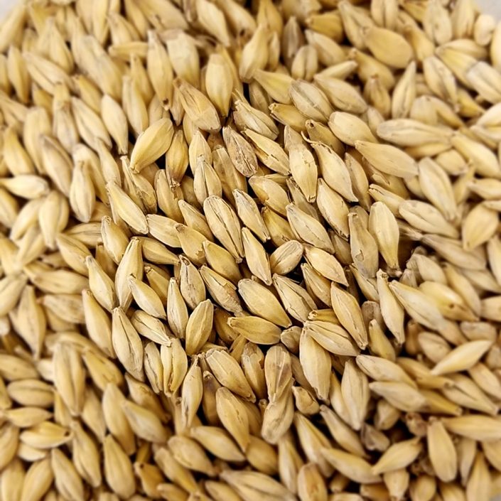 Cumberland Corn Malt | Riverbend Malt House
