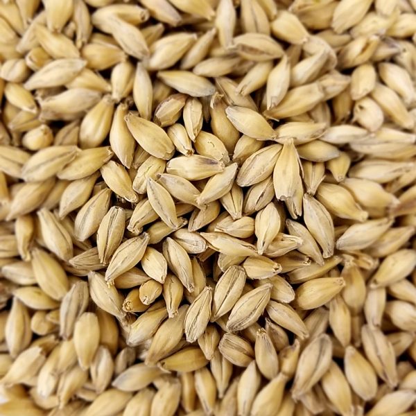 Cumberland Corn Malt | Riverbend Malt House