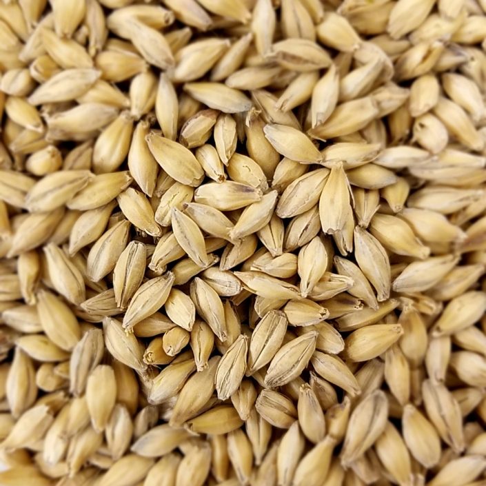 Cumberland Corn Malt | Riverbend Malt House