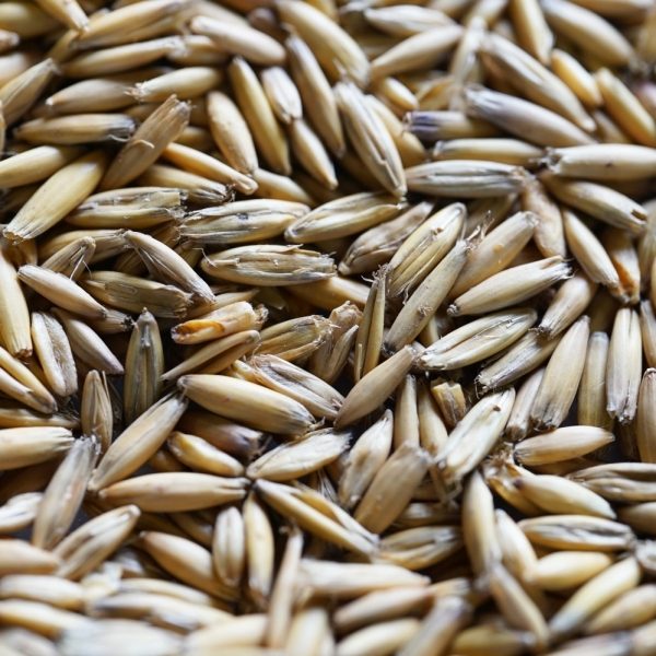 Cumberland Corn Malt - Riverbend Malt House