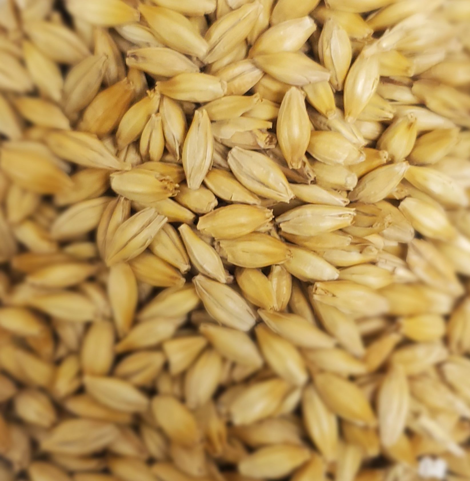 Cumberland Pilsner | Riverbend Malt House