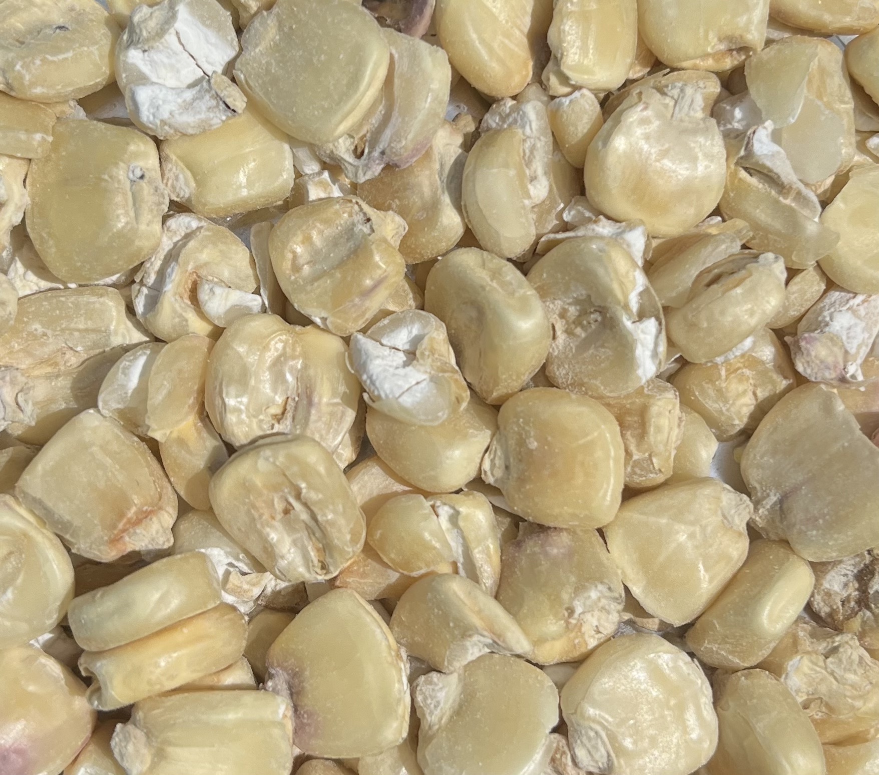 Hickory King Corn | Riverbend Malt House