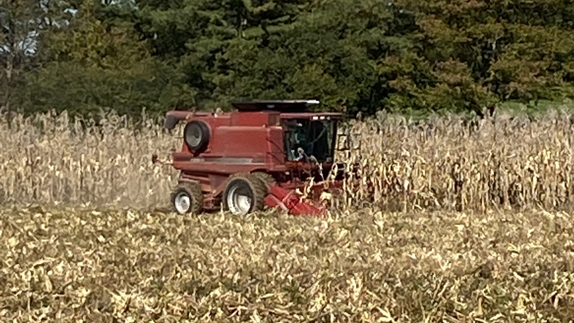 Riverbend Malt House Welcomes Hickory King Corn Malt Variety To Malted ...