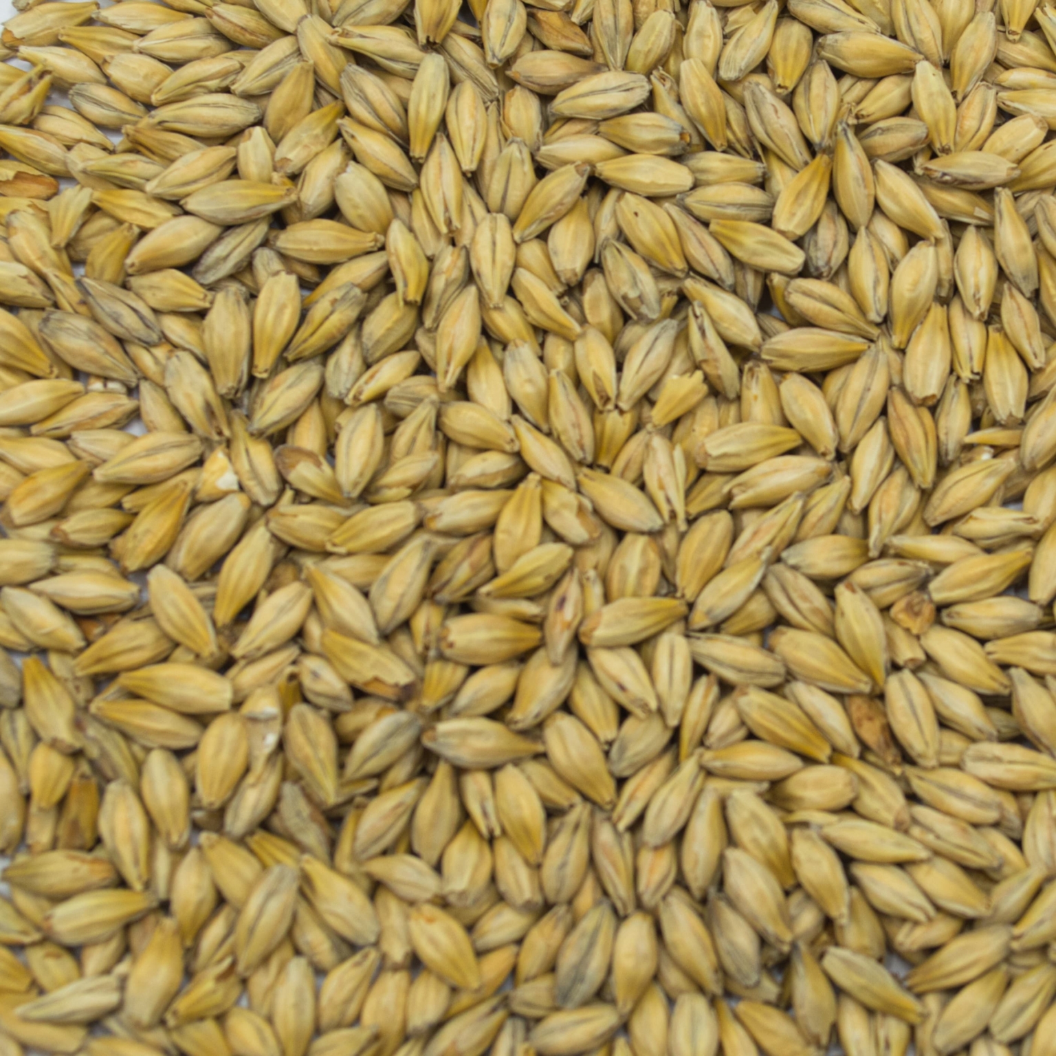 Standard Malts | Riverbend Malt House